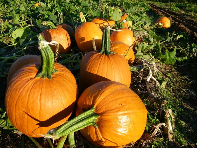 A recoger calabazas - El Diario NY