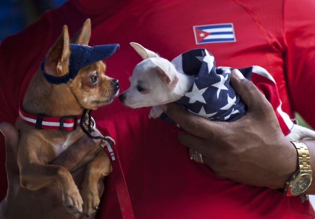 Exposición muestra los mejores perros de Cuba (Fotos) - El Diario NY