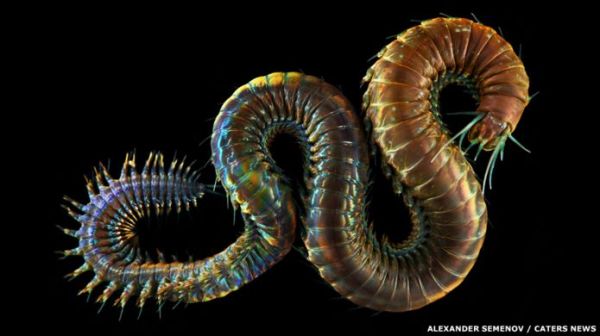 Las extraordinarias y atractivas criaturas abisales de los abismos del ...