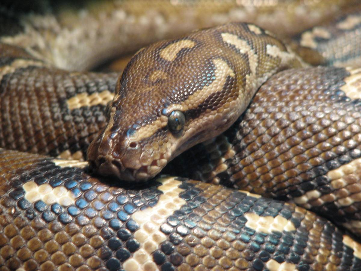 Serpiente de 5 pies de largo vivía en un apartamento en Nueva York - El ...