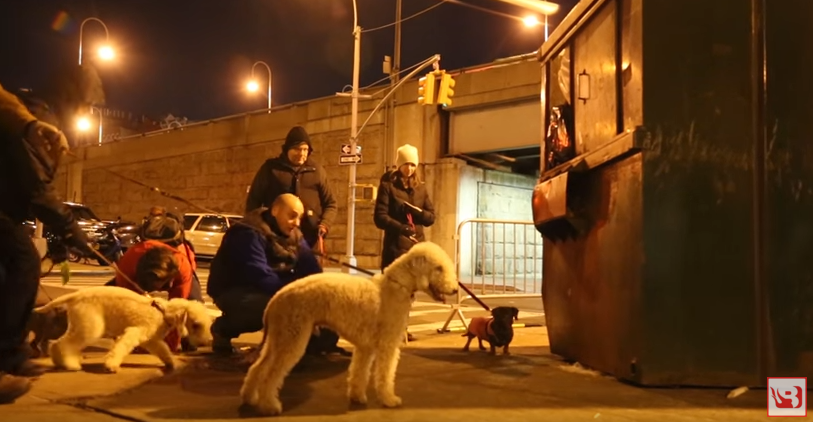 Perros caza ratas en NYC, ¿la solución contra la plaga? (video) - El ...