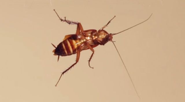 ¿Por qué cuando encuentras una cucaracha muerta está patas arriba? - El ...