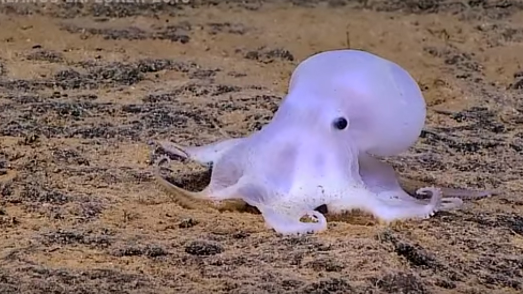 Un pulpo “fantasma”: la nueva especie descubierta en aguas del Pacífico ...