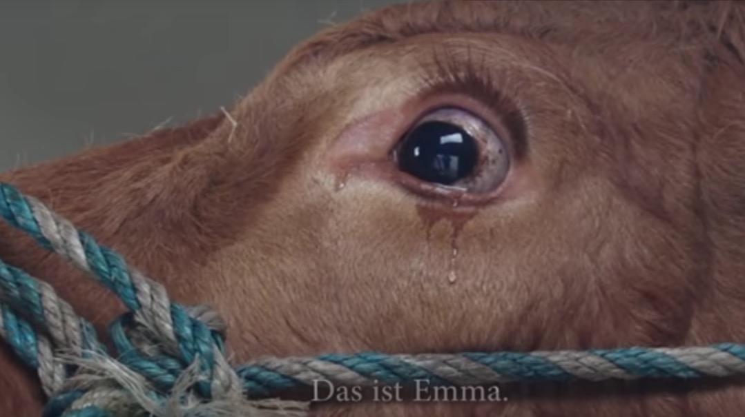 Video: Una vaca llora al ser rescatada del matadero - El Diario NY