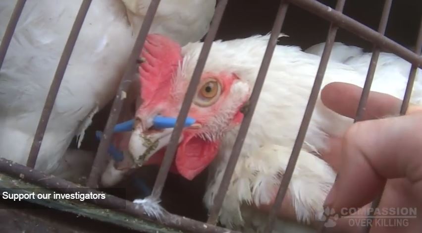 Crueldad en Tyson Foods: Te retamos a comer pollo después de ver este ...