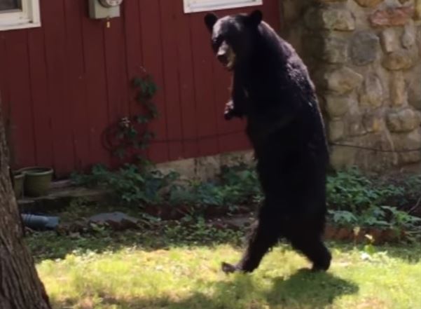 Video: Matan al oso de NJ que caminaba como humano - El Diario NY