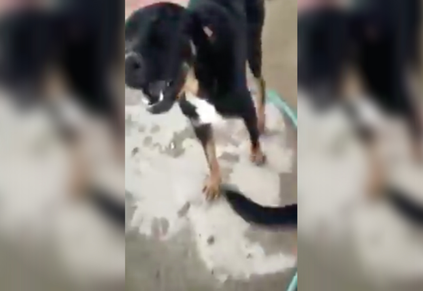 Este perro llora cuando su dueño lo llama Peña Nieto (Video) - El Diario NY