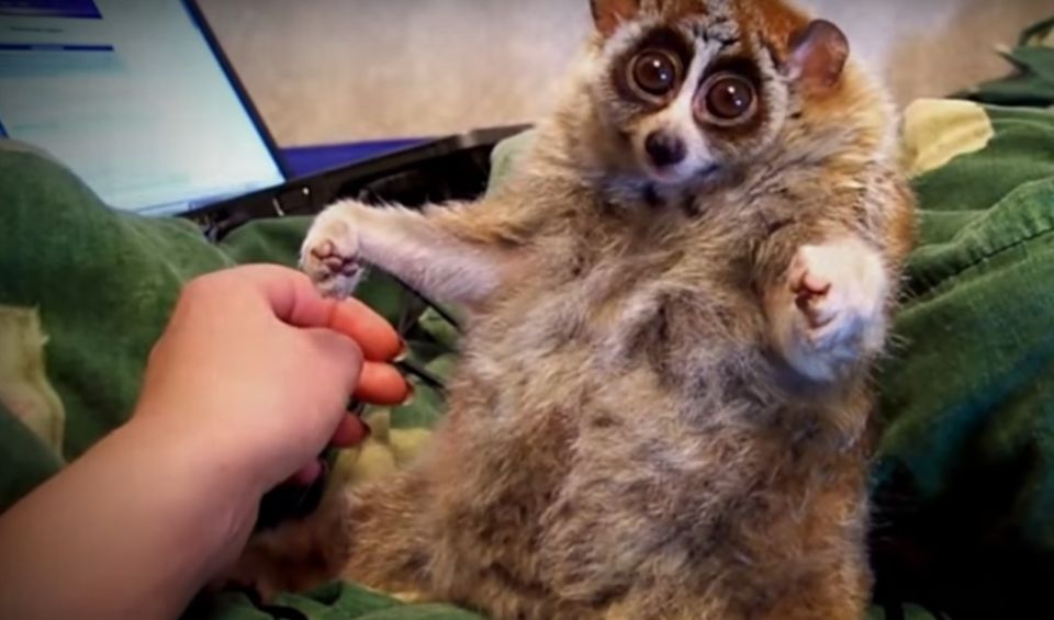 La terrible verdad que ocultan las tiernas imágenes de loris perezosos ...