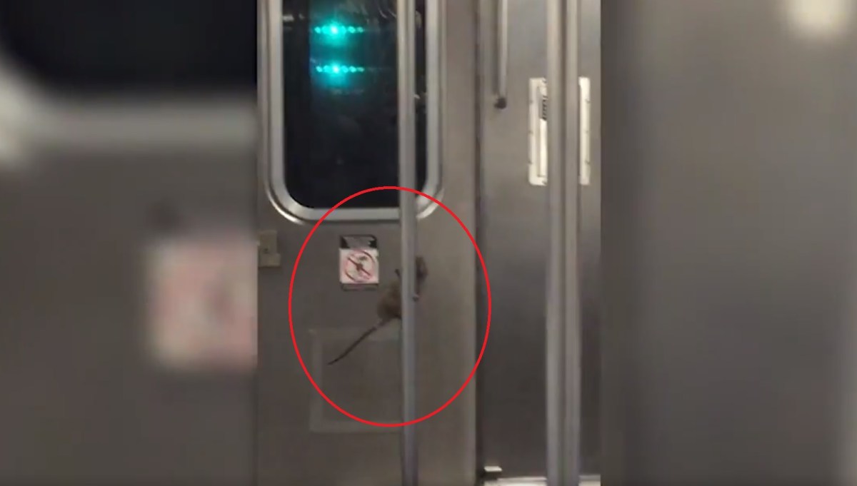 Rata causa sensación con "pole dancing" en el Subway de Nueva York - El ...