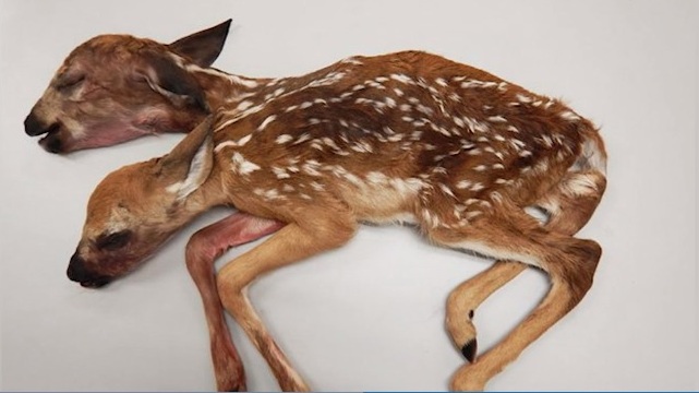 Venado de dos cabezas de Minnesota sorprende a la comunidad científica ...