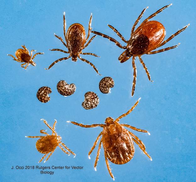Descubren nueva especie de garrapatas en el estado de NY - El Diario NY
