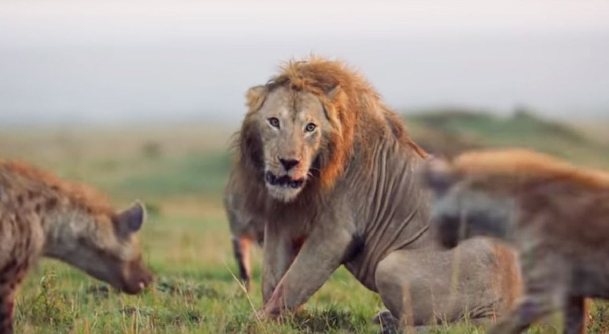 Un león lucha contra 20 hienas y un video de BBC muestra un final ...
