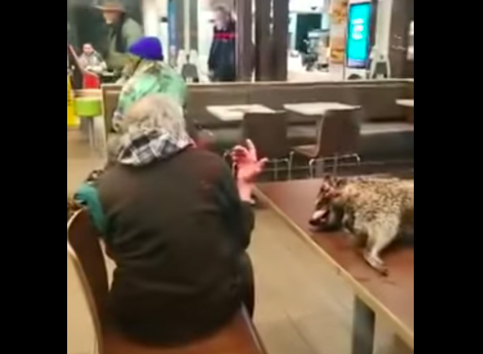 Hombre lleva un mapache muerto y ensangrentado a McDonald’s de San ...