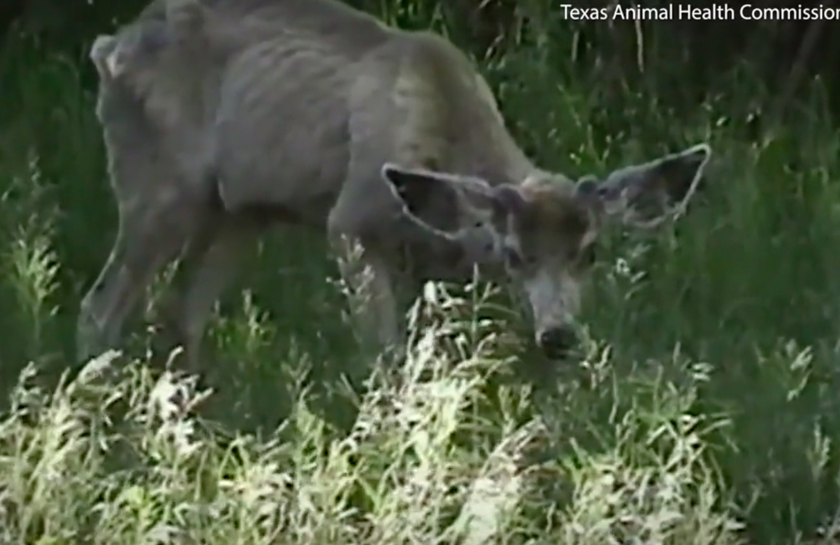 24 estados reportan “enfermedad zombi” en venados; preocupa contagio a ...