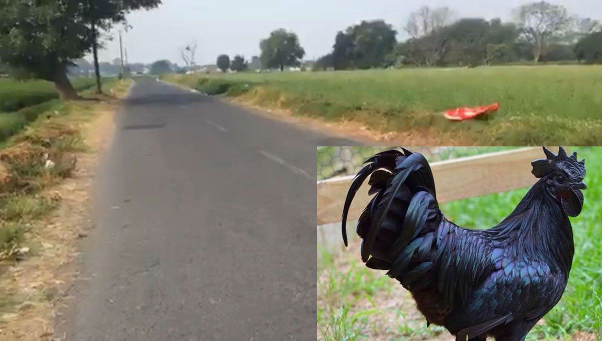 Narcos dejan cuerpo junto a gallo negro muerto; habrían usado santería ...