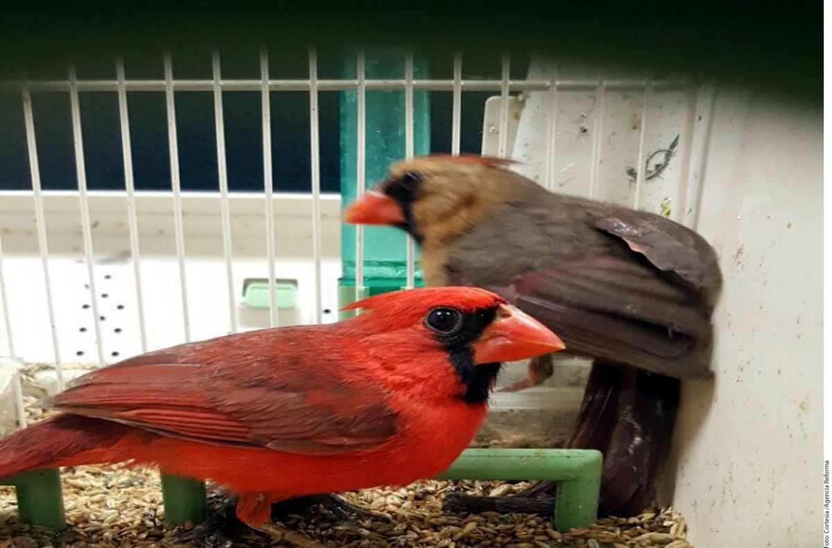 Voló de España a Puerto Rico con 32 aves vivas en su maleta de mano ...