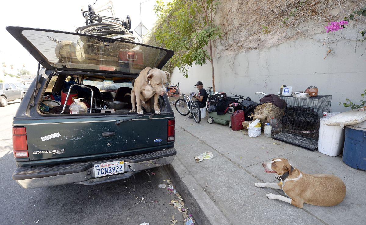10 detenidos y 89 perros rescatados de peleas ilegales: uno de las mayores abusos de animales en ...