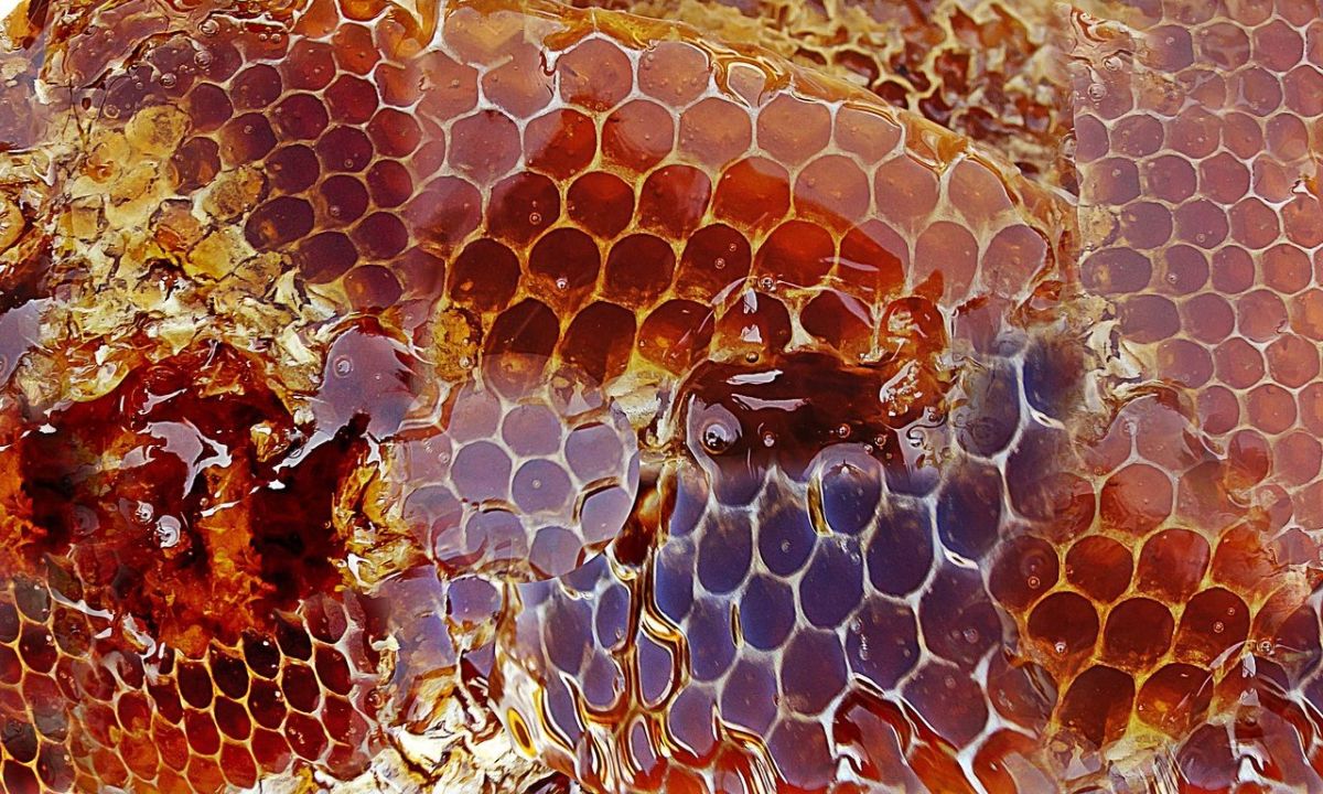 ¿Qué es la miel de manuka y cuáles son sus beneficios? - El Diario NY