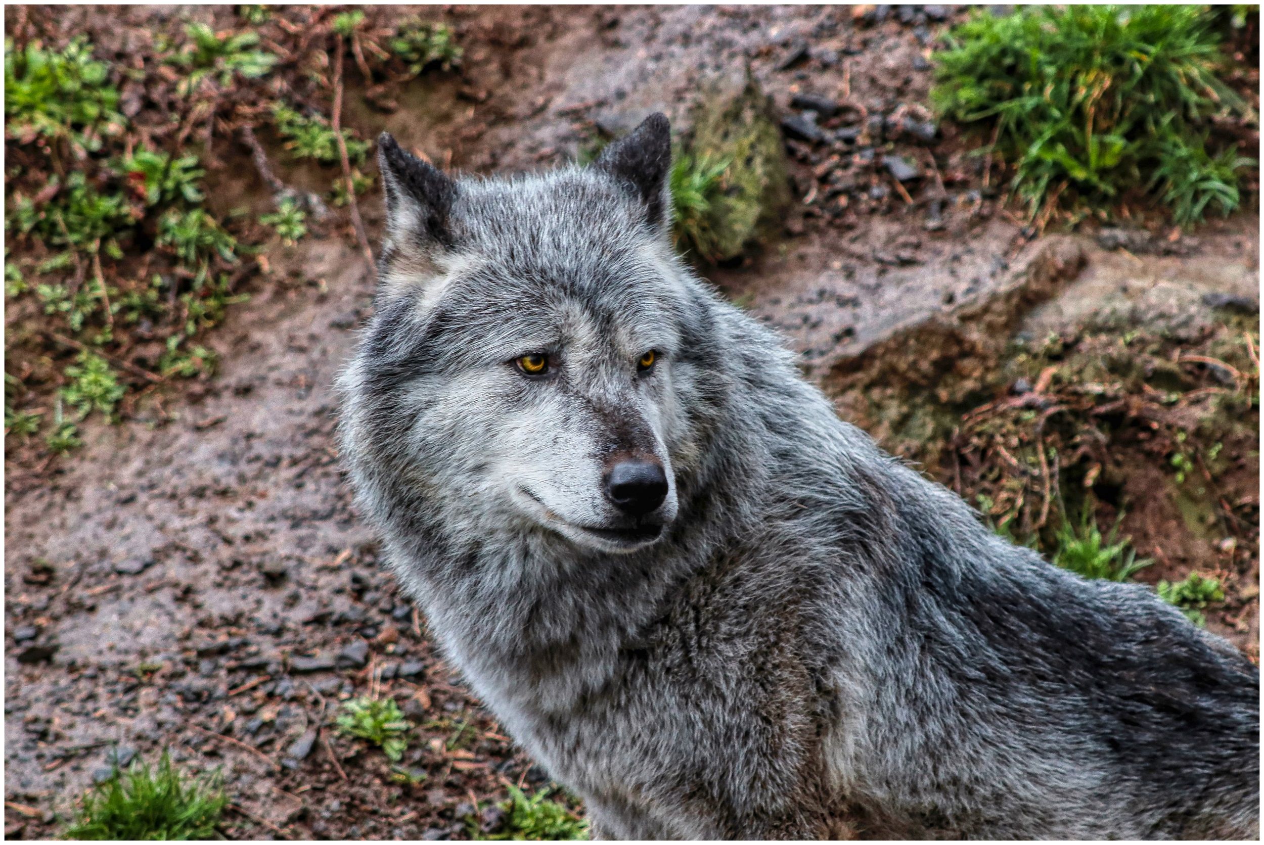 Yuki, el perro lobo gigante que "sonríe" a sus amigos humanos - El ...