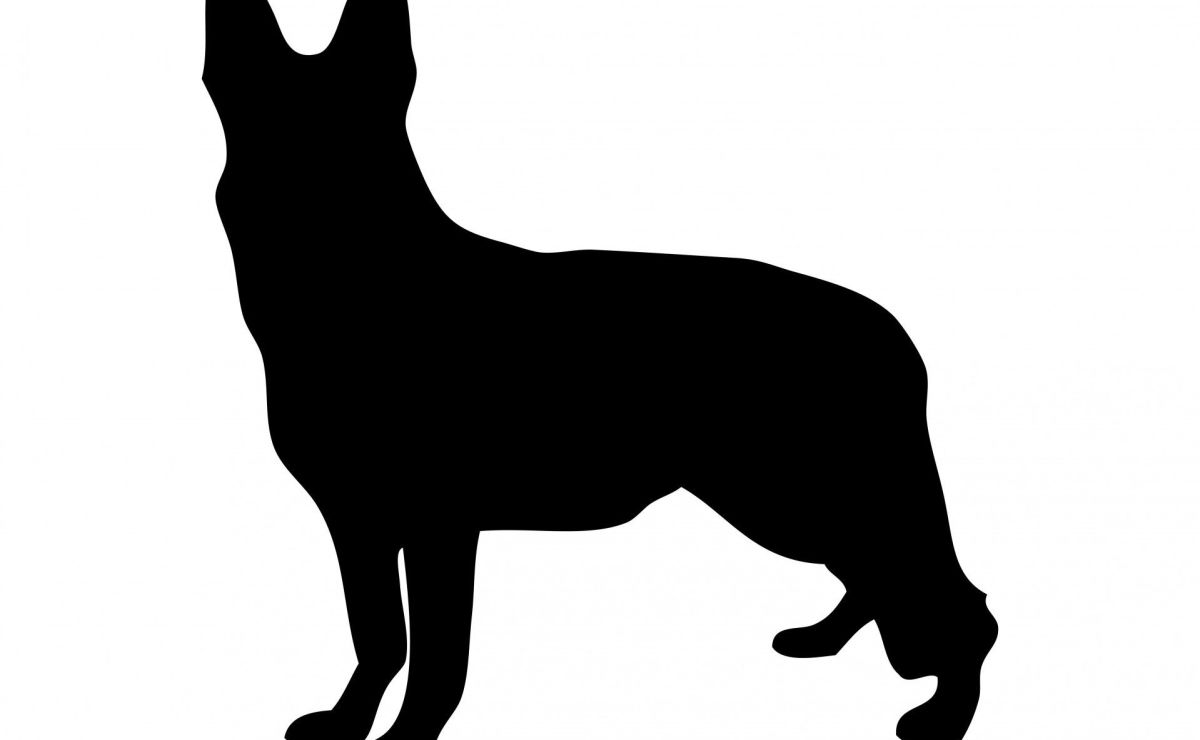 Brodie, el perrito "cara chueca" que conquista Instagram - El Diario NY