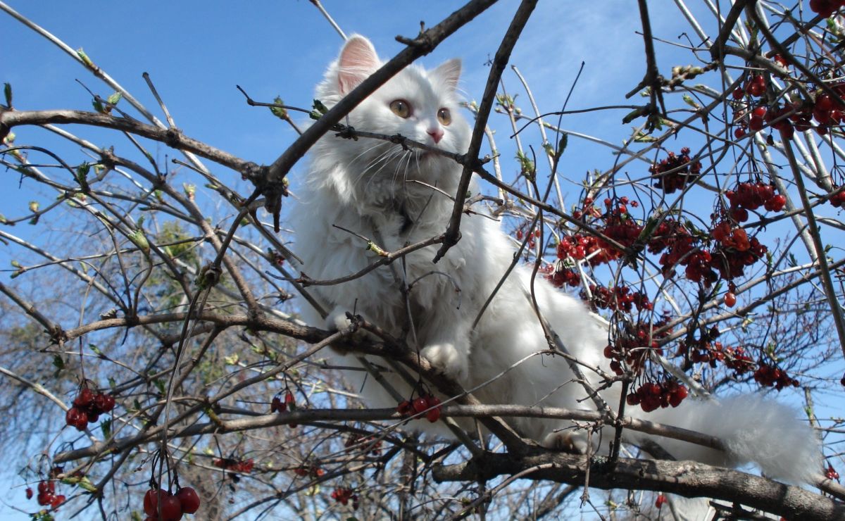 3 Razones Por Las Que Tu Gato Se Escapa De Casa Y Cómo Evitarlo El