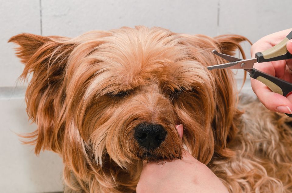 Tips para cortarle el pelo a tu perro en casa - El Diario NY
