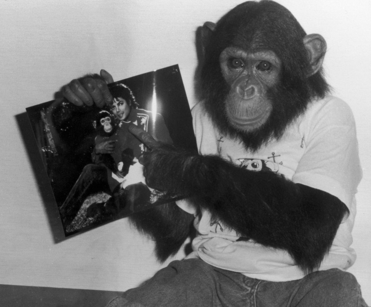 ¿Qué fue de Bubbles, el chimpancé de Michael Jackson? - El Diario NY