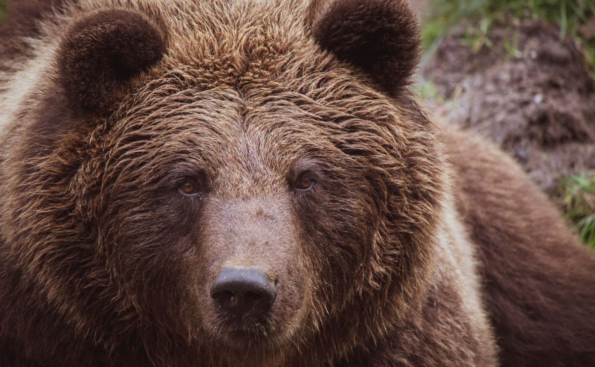 Un oso entra en la casa de una familia buscando pizza - El Diario NY