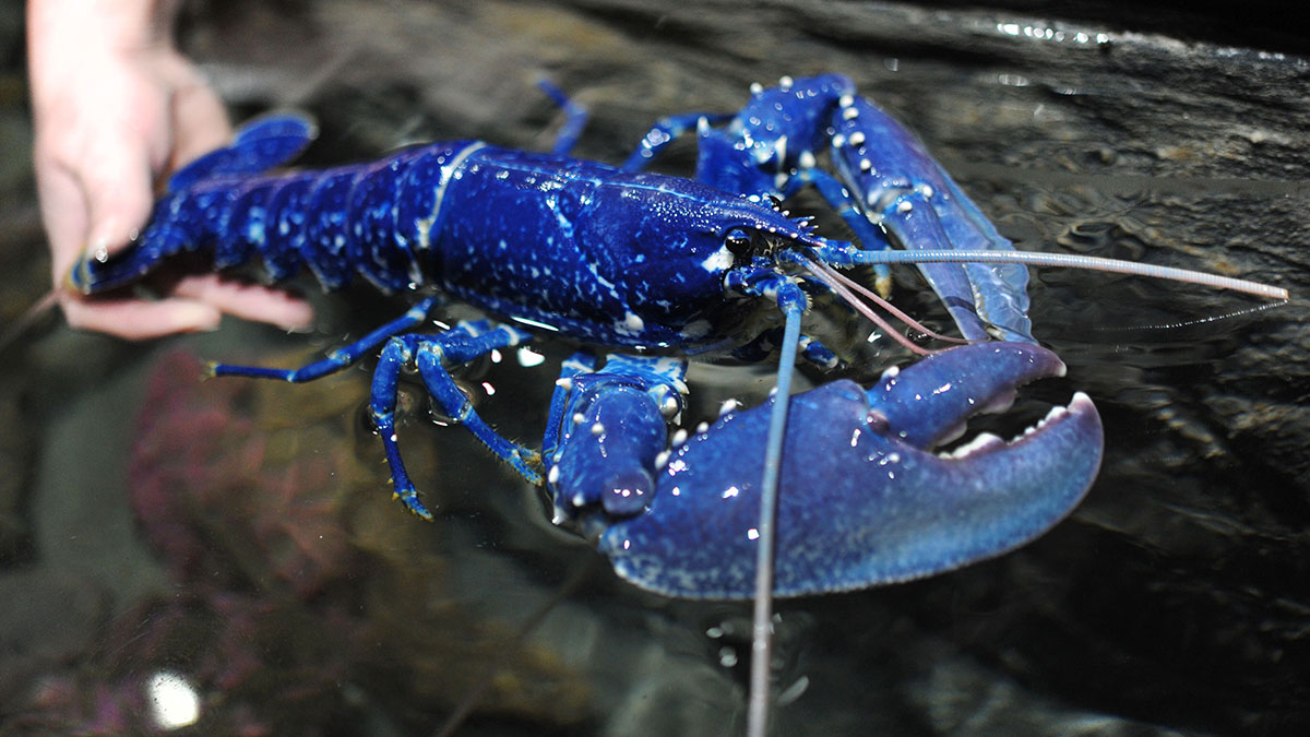 Empleado de Red Lobster salva a una rara langosta azul de ser cocinada ...