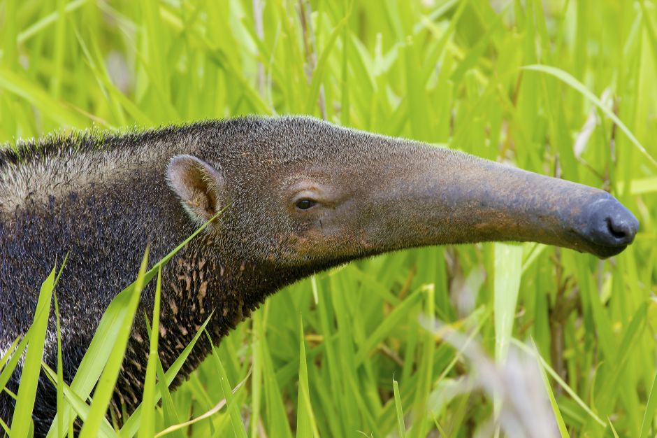 Causa indignación el caso del oso hormiguero torturado en Yucatán | El ...