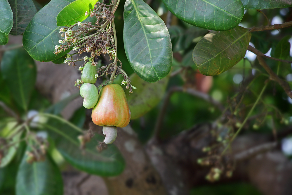 Marañón: el fruto de Tabasco más común de lo que te imaginas - El Diario NY