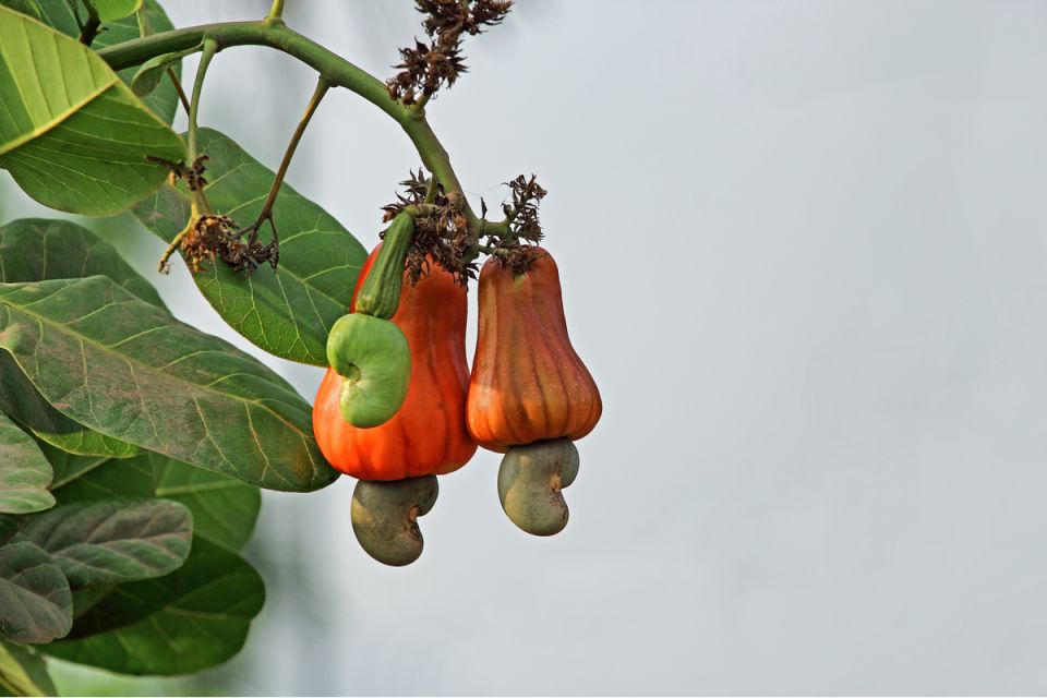 Marañón: el fruto de Tabasco más común de lo que te imaginas - El Diario NY