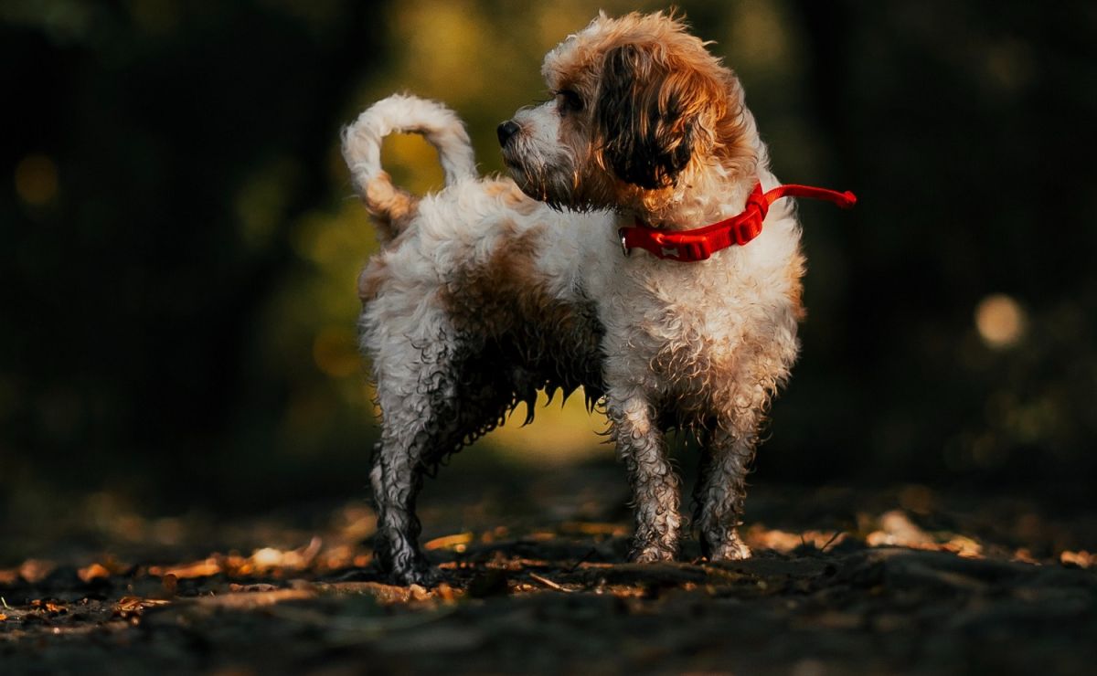 Un perro extraviado caminó durante 26 días para regresar a su hogar ...