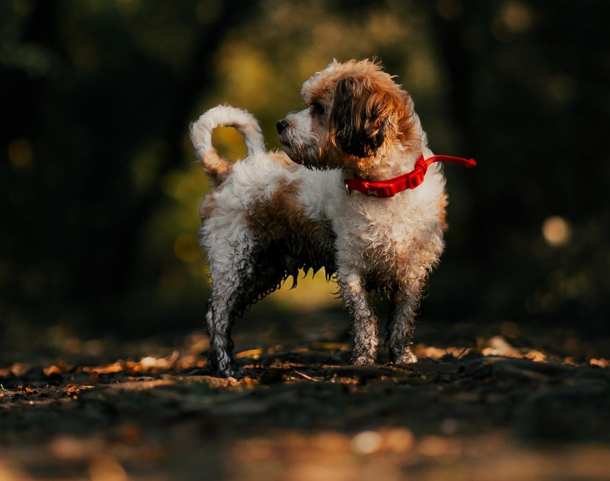 Un perro extraviado caminó durante 26 días para regresar a su hogar ...