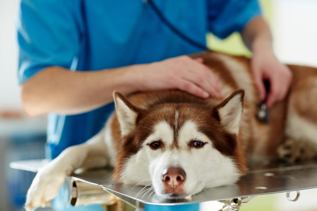Qué hacer si tu perro sufre de asma y tiene dificultades para respirar ...