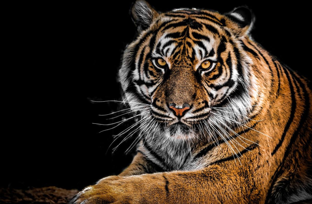 Fotógrafo logra captar a uno de los 8 tigres negros que viven en el ...