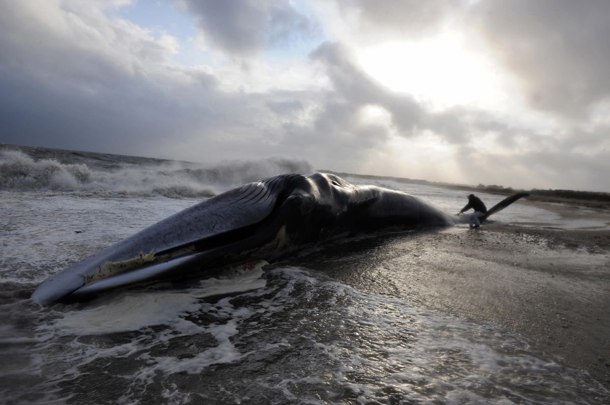 Gigantesca ballena de 115,000 libras aparece muerta en playa del sur de ...