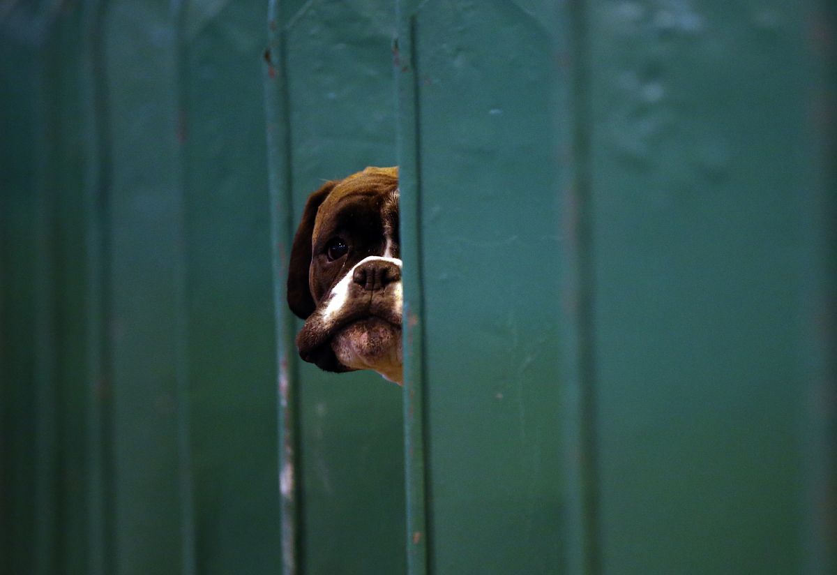 Madre hispana le dispara a perro en Houston, Texas, pero impacta a su ... Madre hispana le dispara a perro en Houston, Texas, pero impacta a su ...