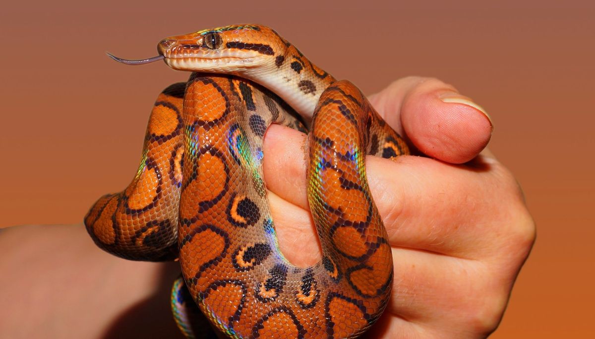 Mujer sufre una “plaga de serpientes” en su casa y graba cómo atrapa a ...