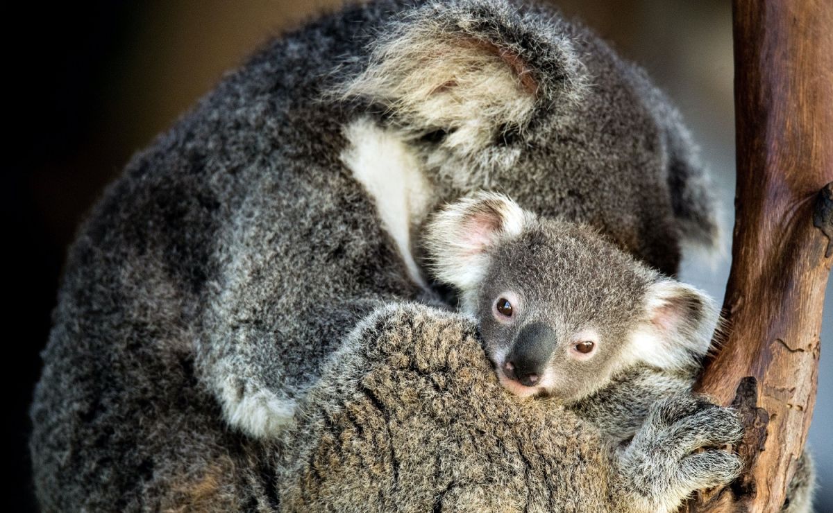Clamidia, la enfermedad de transmisión sexual que amenaza a la ...