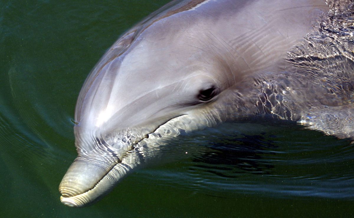 Muere el delfín Winter, de la exitosa película “Dolphin Tale” - El ...