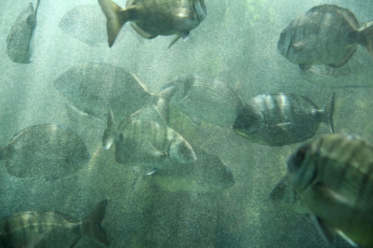 Pez Tequila: el curioso caso del pez declarado extinto que volvió a la ...