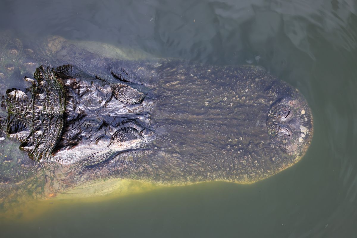 Florida podría permitir la caza de caimanes las 24 horas del día - El ...