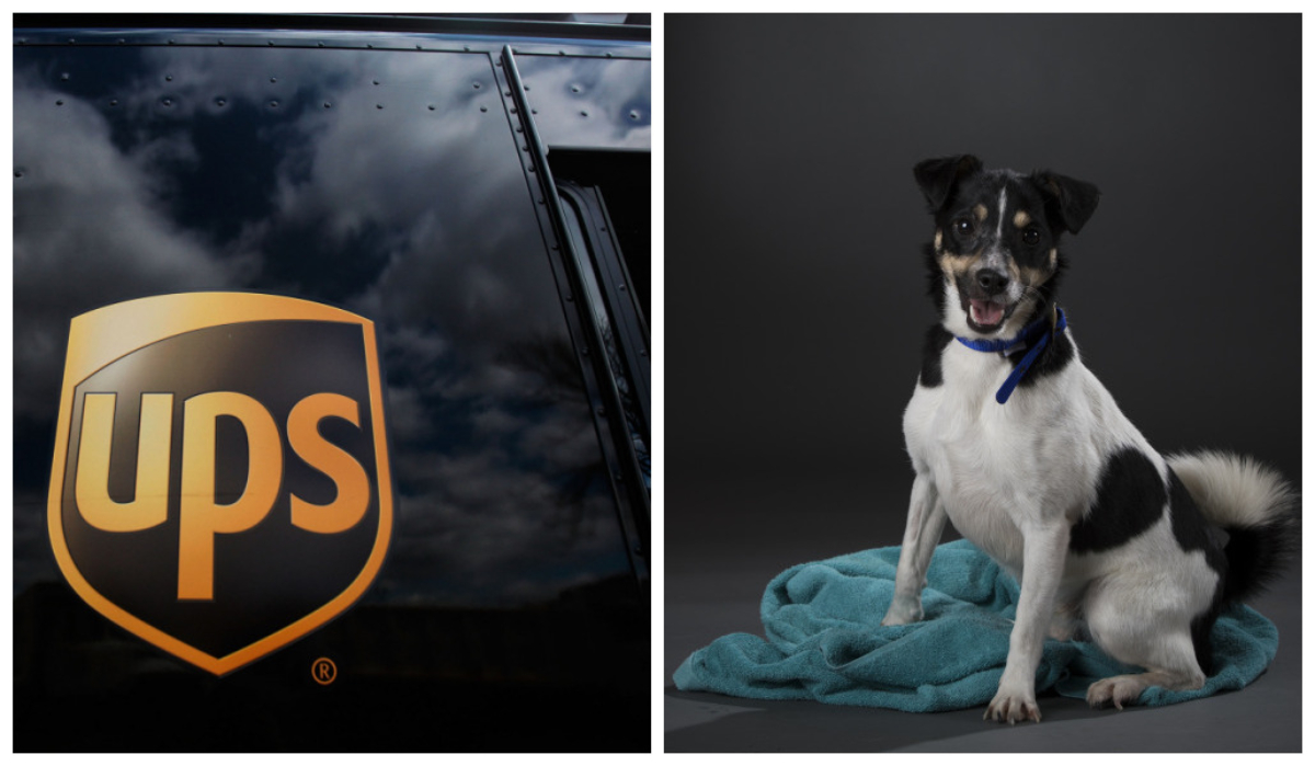 Milagro de Navidad: chofer de UPS encuentra un perro perdido durante ...