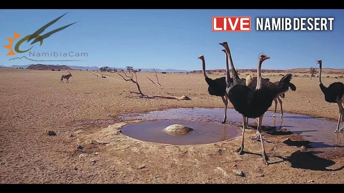 Video: Canal de YouTube emite un abrevadero en Namibia en vivo 24/7 ...