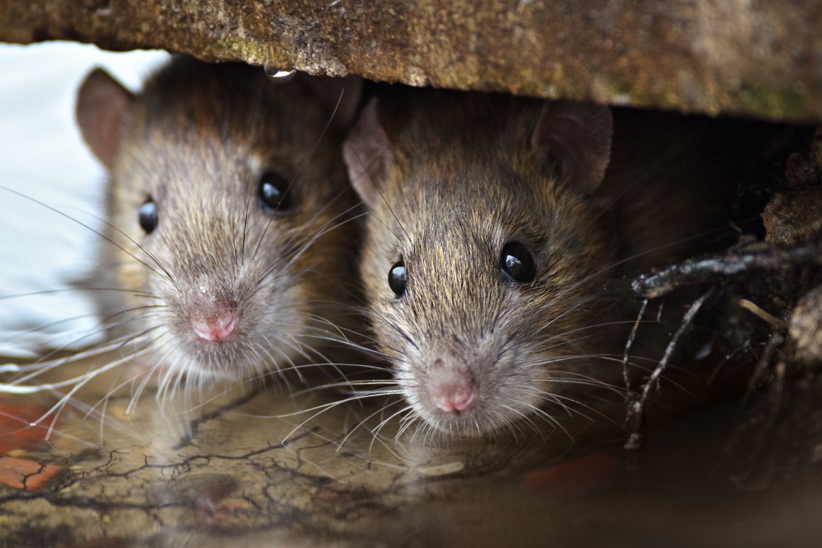 La plaga de ratas en Nueva York por las terrazas de los restaurantes ...