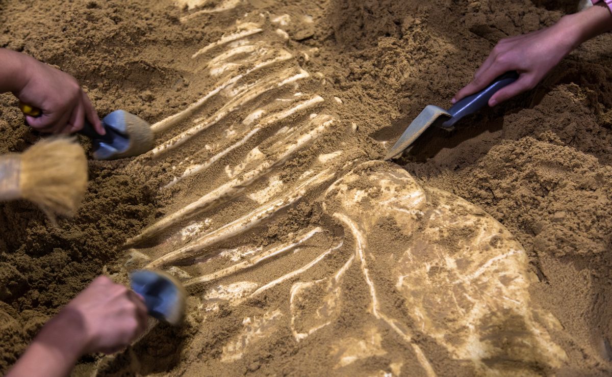 Descubren fósil gigante de Dragón de Mar de hace más de 180 millones de ...