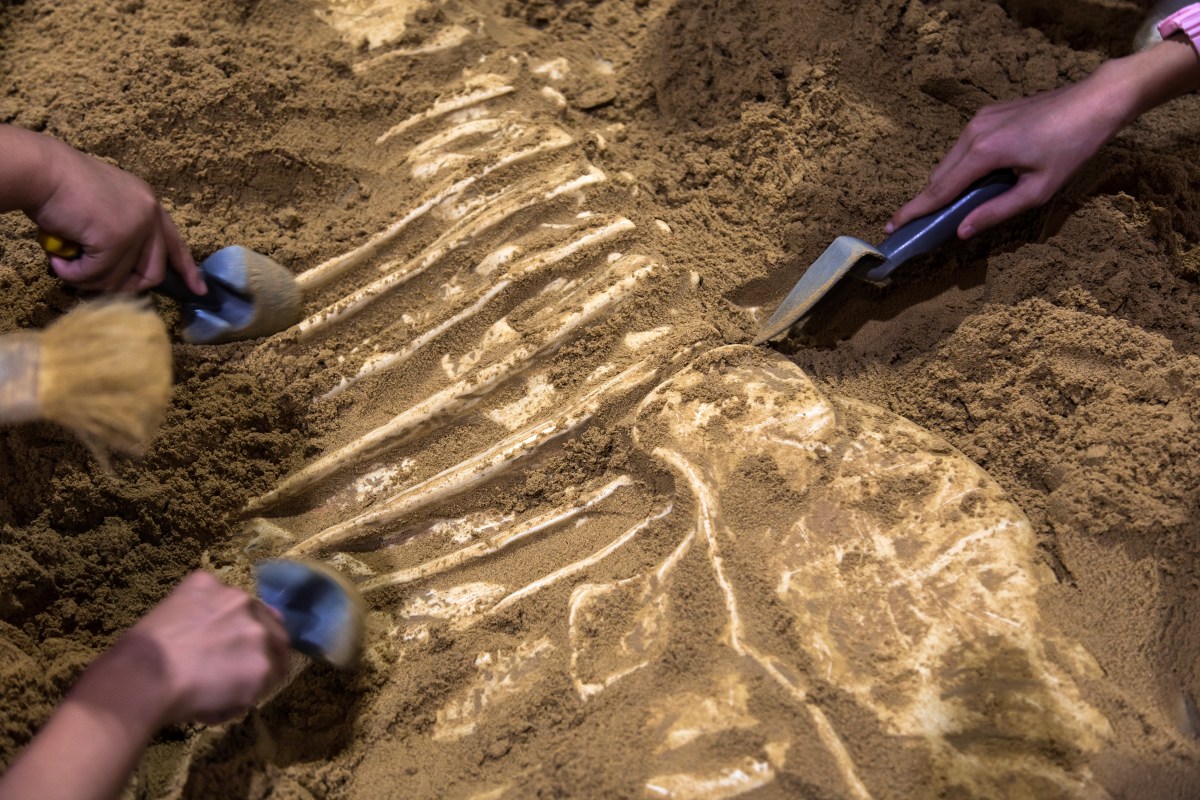 Descubren fósil gigante de Dragón de Mar de hace más de 180 millones de ...
