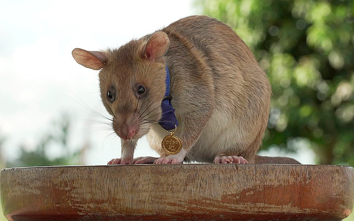Magawa, la rata héroe olfateadora de minas terrestres, muere a los ocho ...