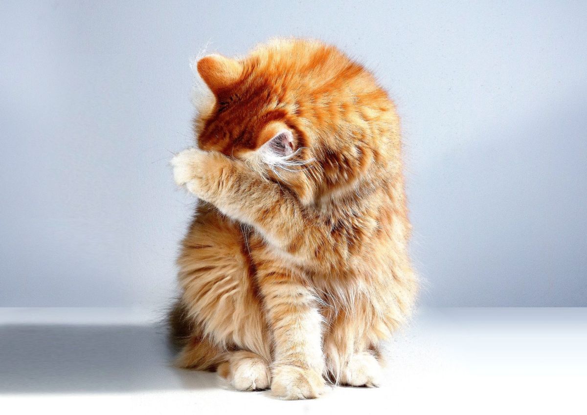 Causa sensación en internet gato que llora de verdad luego de que se le ...